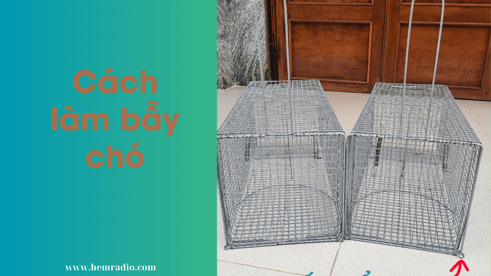 Cách làm bẫy chó - Hẻm Radio